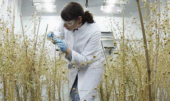 Department of Botany & Plant Sciences