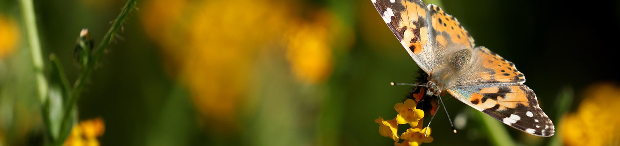 Supporting Botany & Plant Sciences | Department of Botany & Plant Sciences